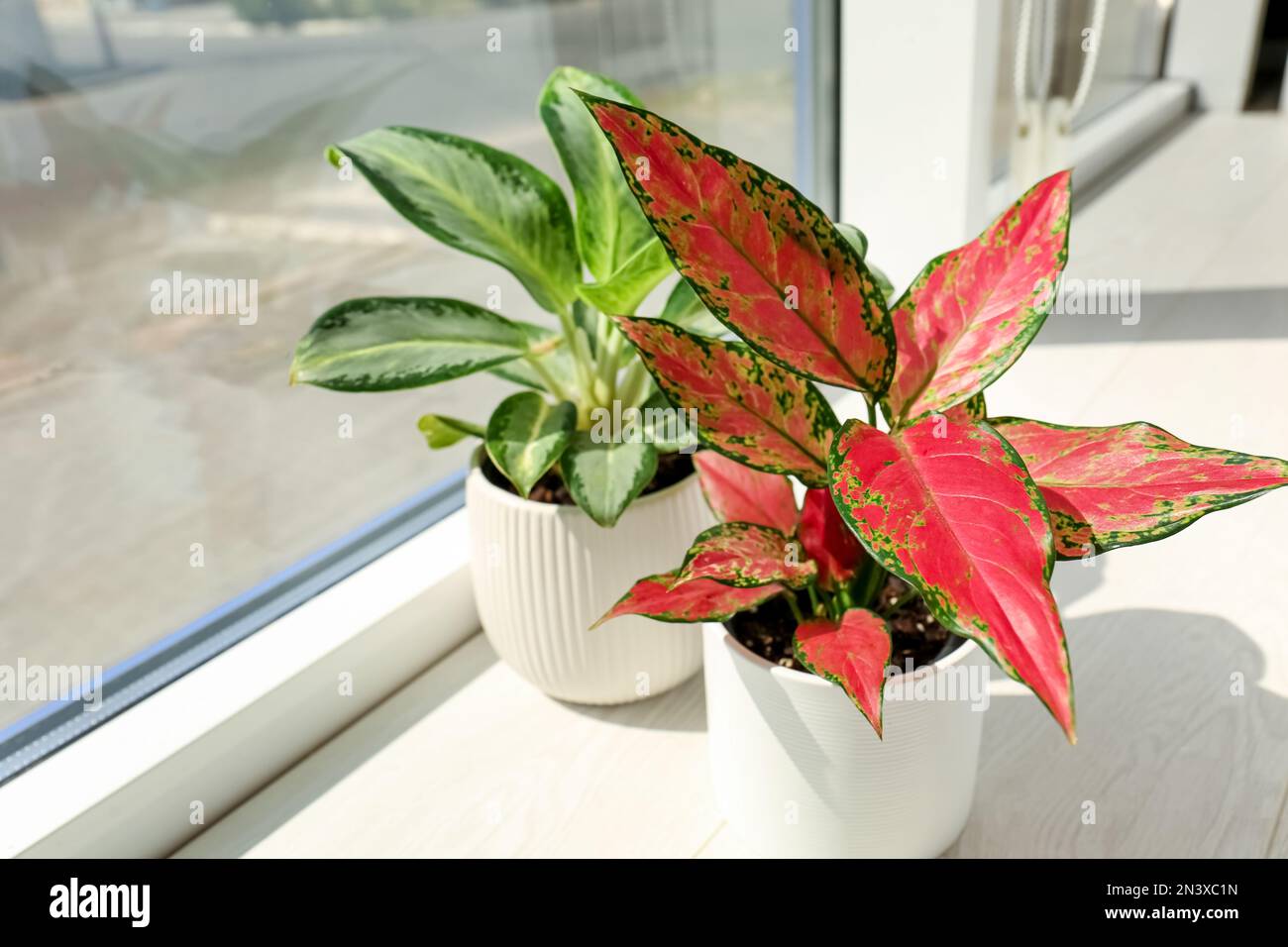 Different houseplants on white window sill in room Stock Photo - Alamy