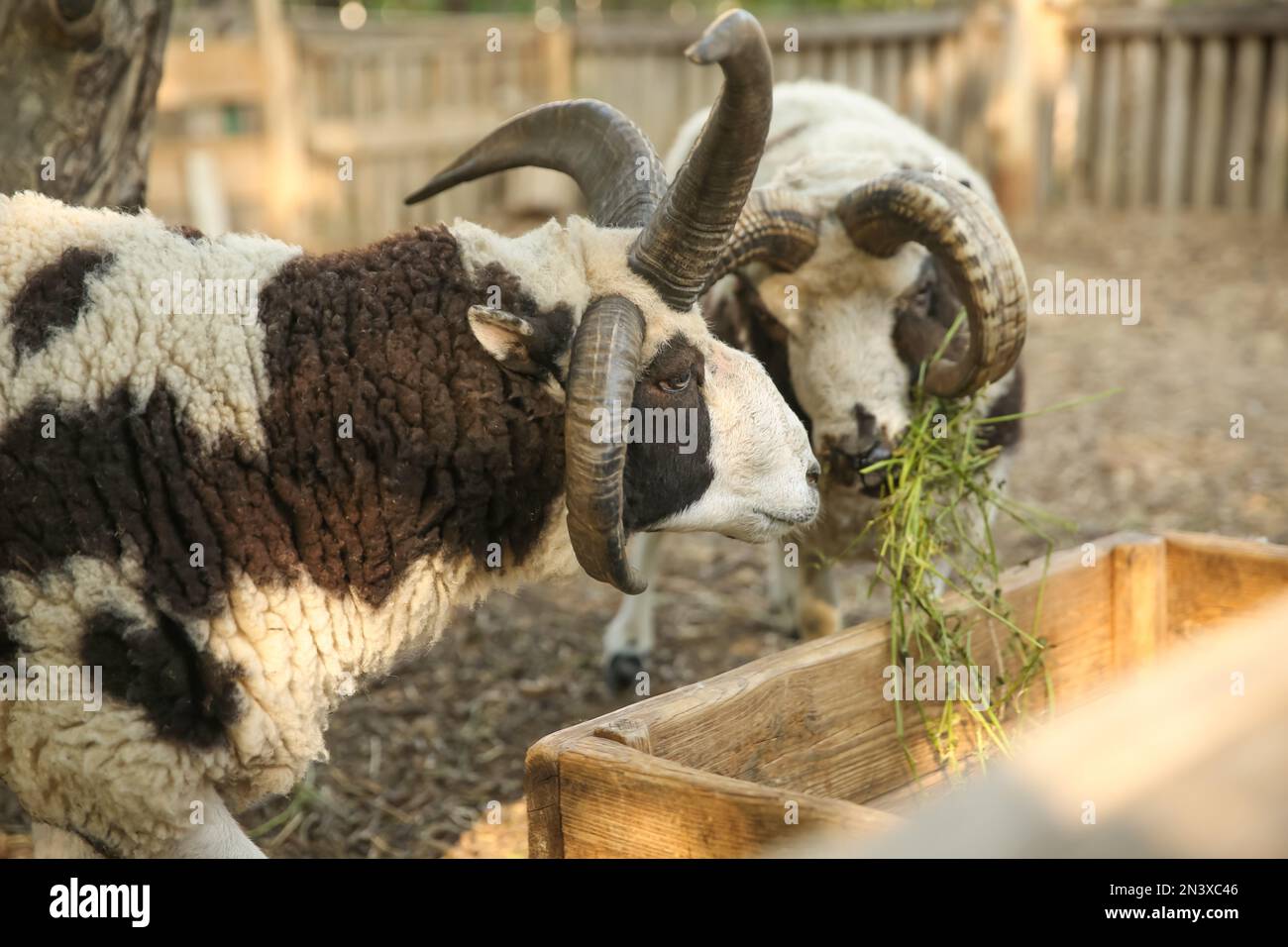 Beautiful Manx Loaghtan sheep in yard. Farm animal Stock Photo - Alamy