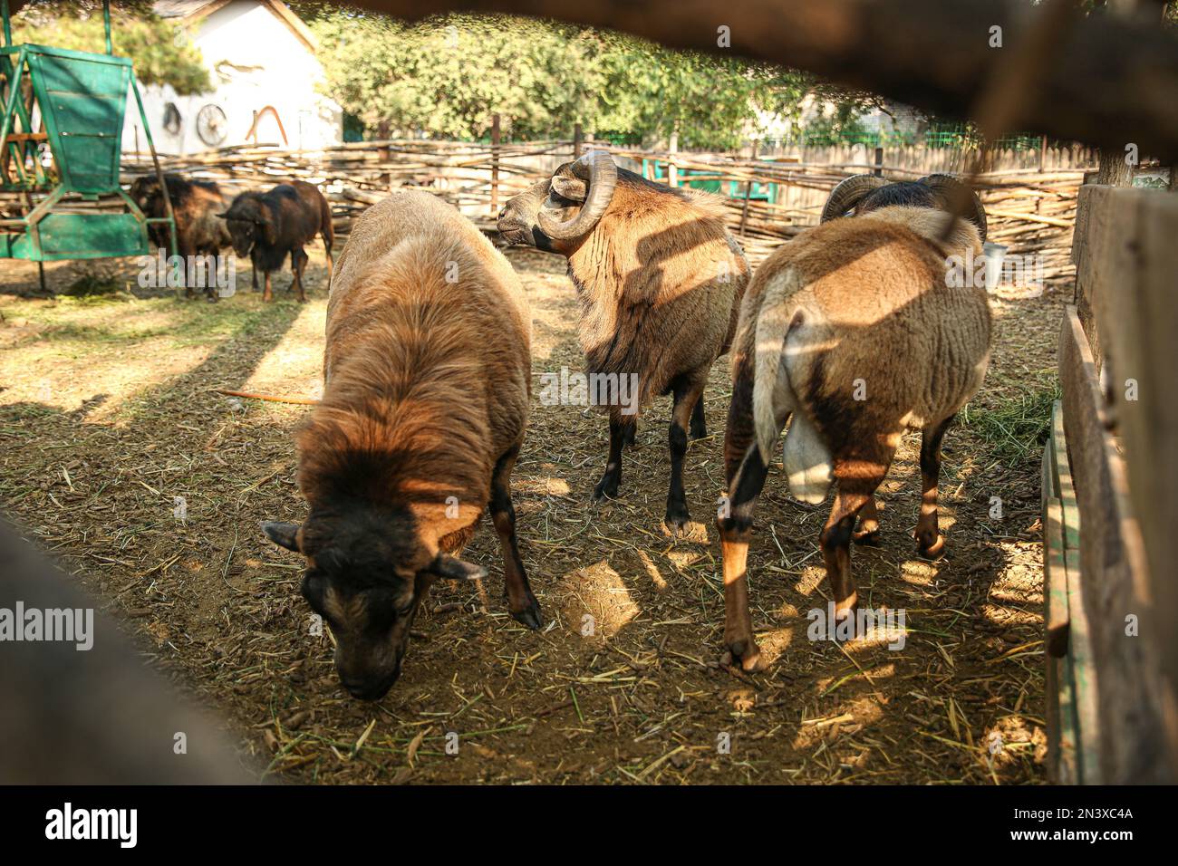 Beautiful brown sheep in yard. Farm animals Stock Photo - Alamy