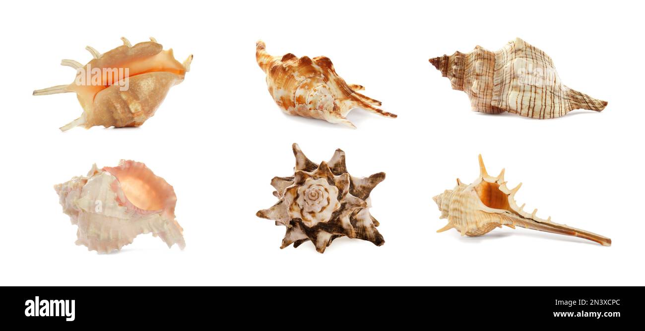 Set of different beautiful sea shells on white background. Banner ...