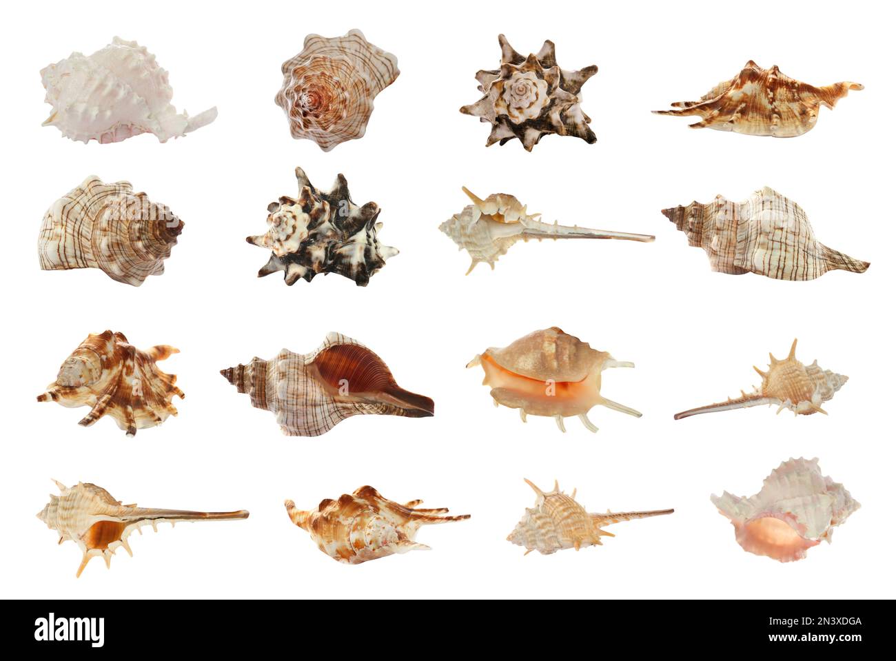 Set of different beautiful sea shells on white background Stock Photo ...