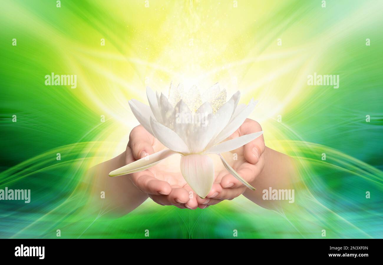Hands holding lotus flower hi-res stock photography and images - Alamy