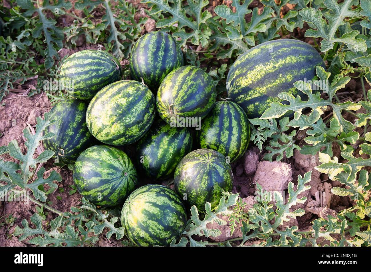 watermelon field with watermelon fruit fresh watermelon on ground agriculture garden watermelon ...