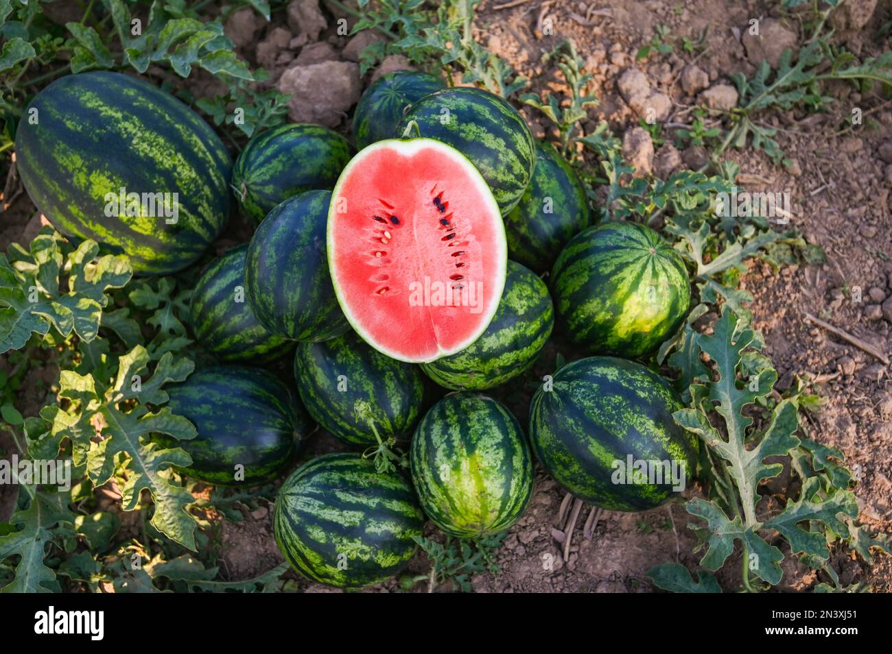 watermelon slice in watermelon field - fresh watermelon fruit on ground ...