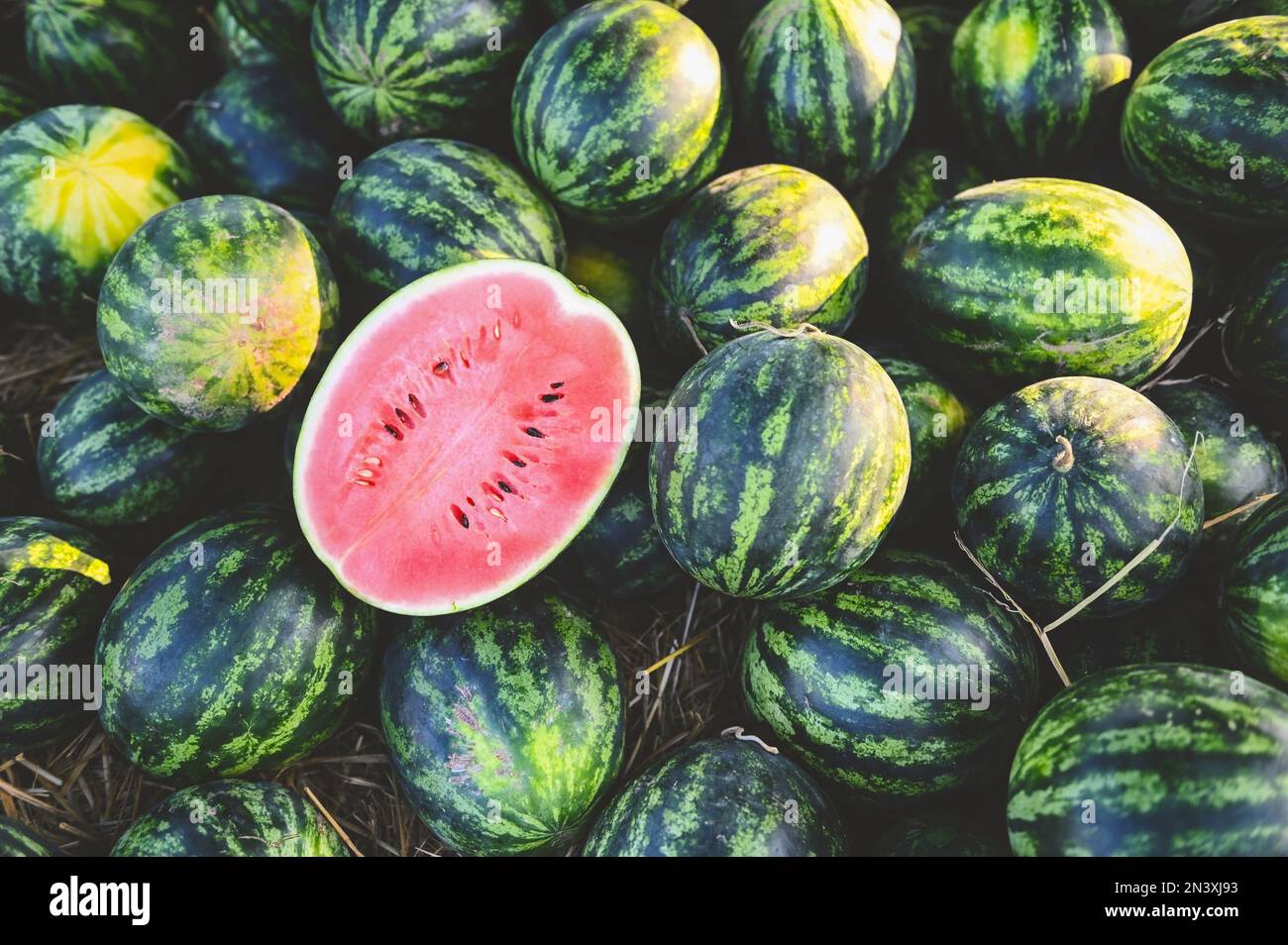 watermelon slice in watermelon field - fresh watermelon fruit on ground ...