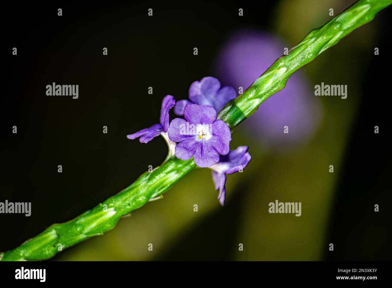 A close-up shot of tiny flowers of blue porterweed in sunlight Stock ...