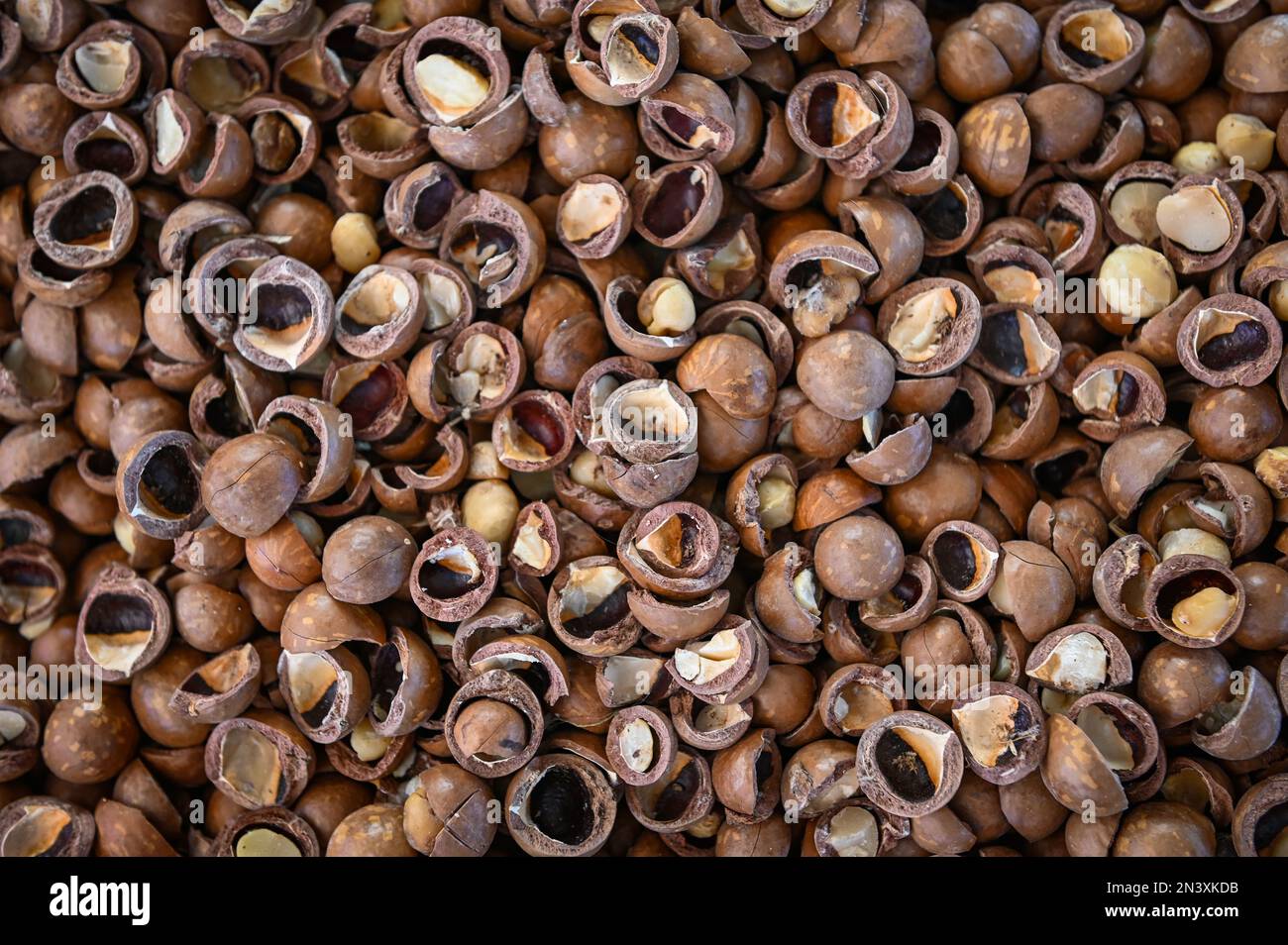 macadamia nuts texture background, fresh natural shelled raw macadamia ...