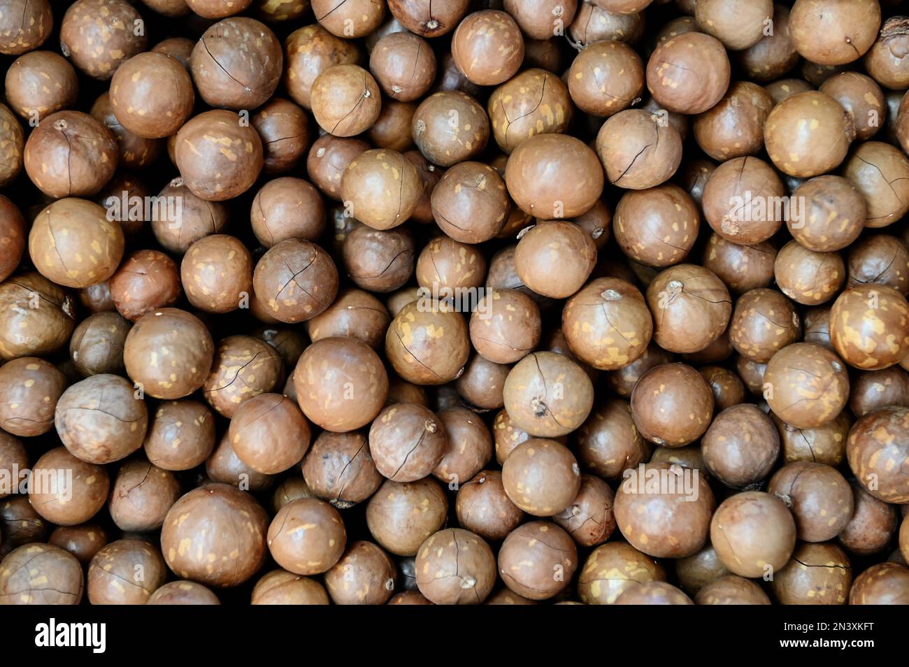 macadamia nuts texture background, fresh natural shelled raw macadamia nuts in a full frame ...