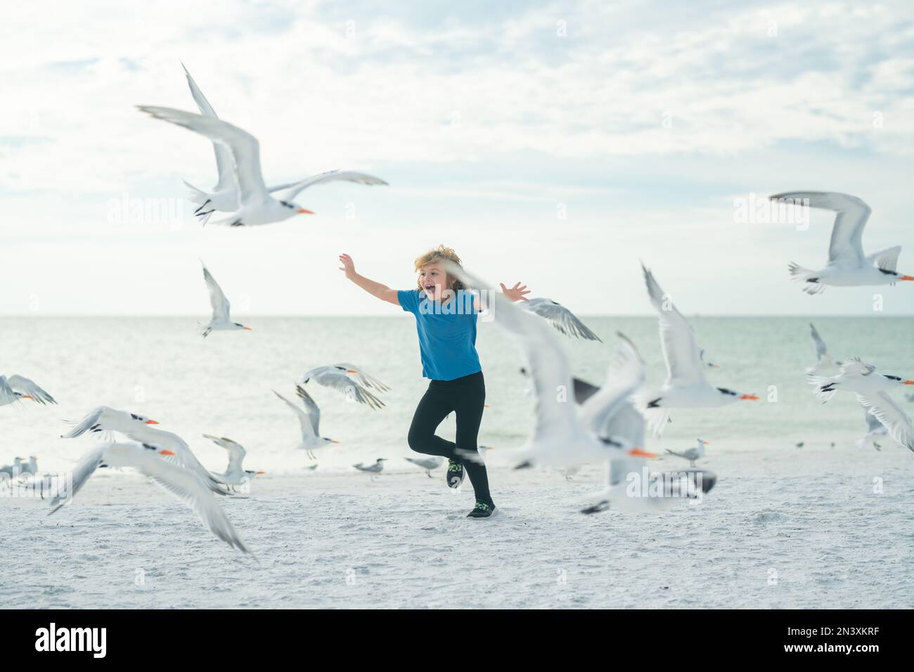 Boy chasing seagulls hi-res stock photography and images - Alamy