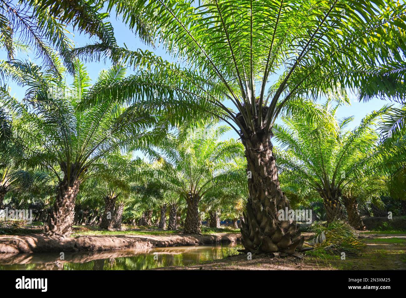 Palm tree in the palm garden with beautiful palm leaves nature and ...