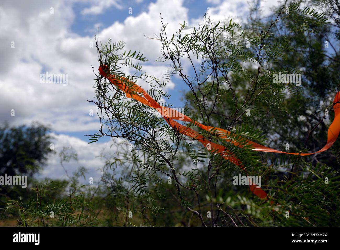 **EDS NOTE: GRAPHIC CONTENT **A ribbon on a mesquite tree marks the ...