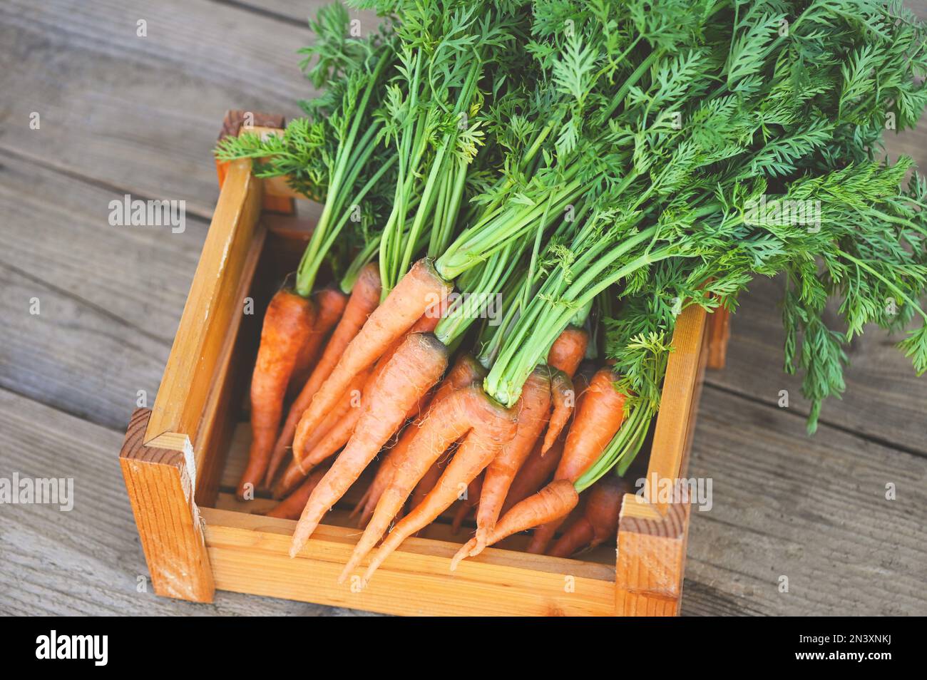 carrot on wooden box background, harvest fresh carrots for cooking food ...