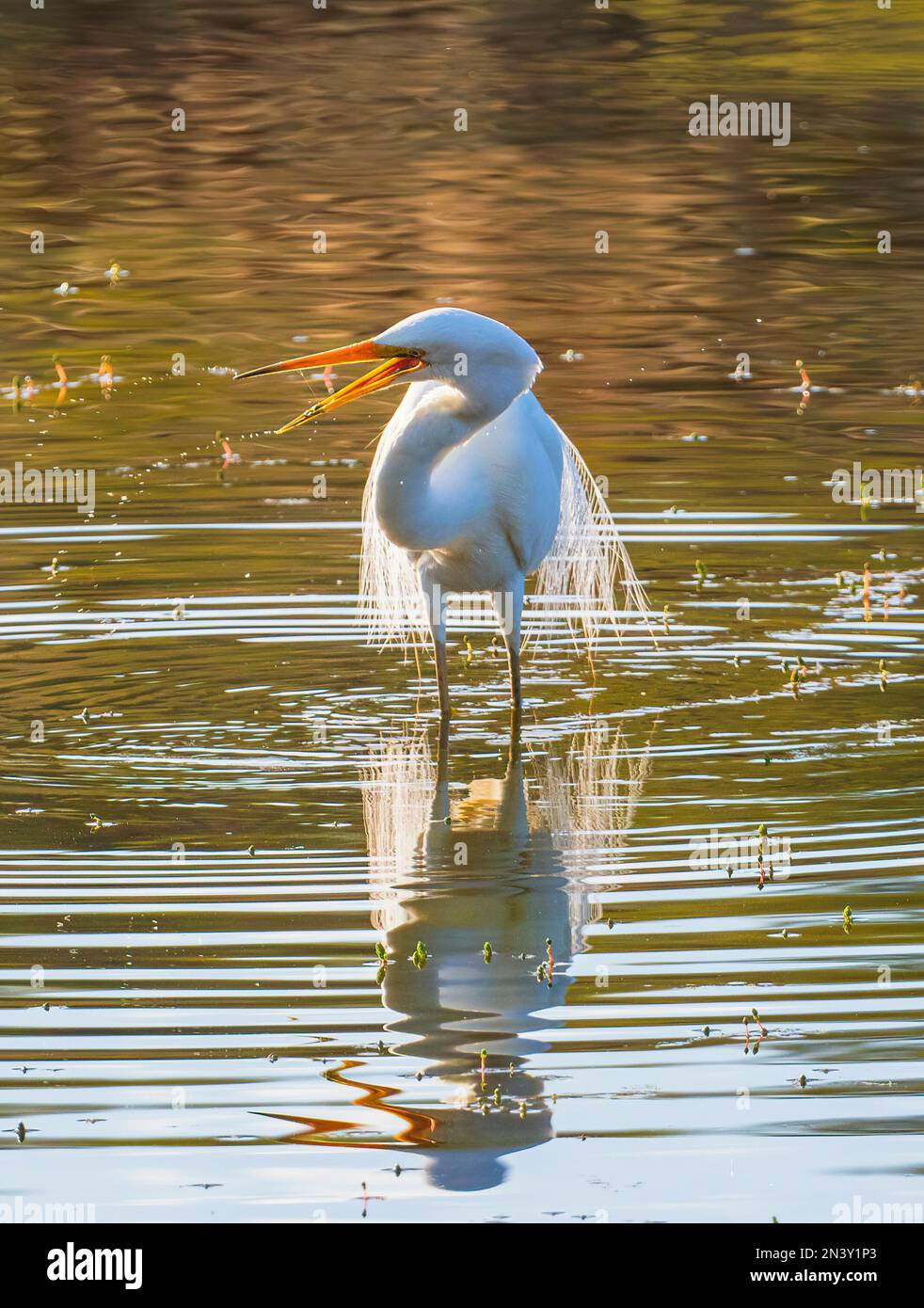 Intermediate Egret (Ardea intermedia) feeding in shallow water, Corella ...
