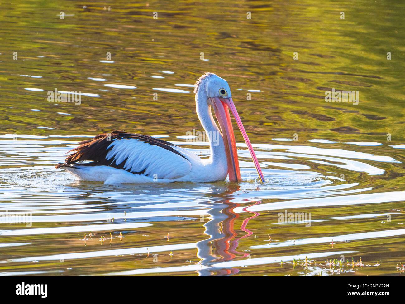 Australian Pelican (Pelecanus conspicillatus) feeding in shallow water ...