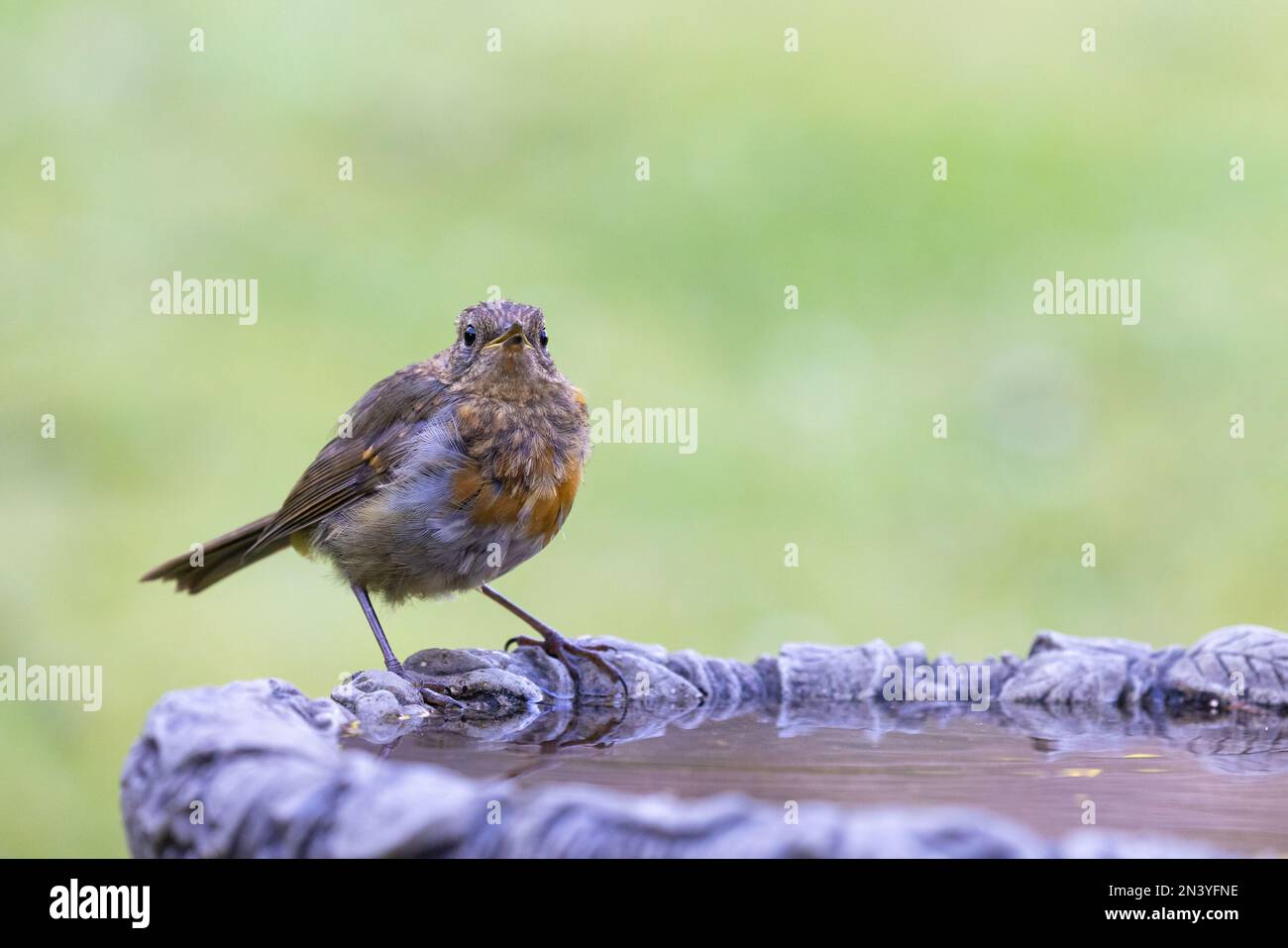 Robin bird bath hi-res stock photography and images - Alamy