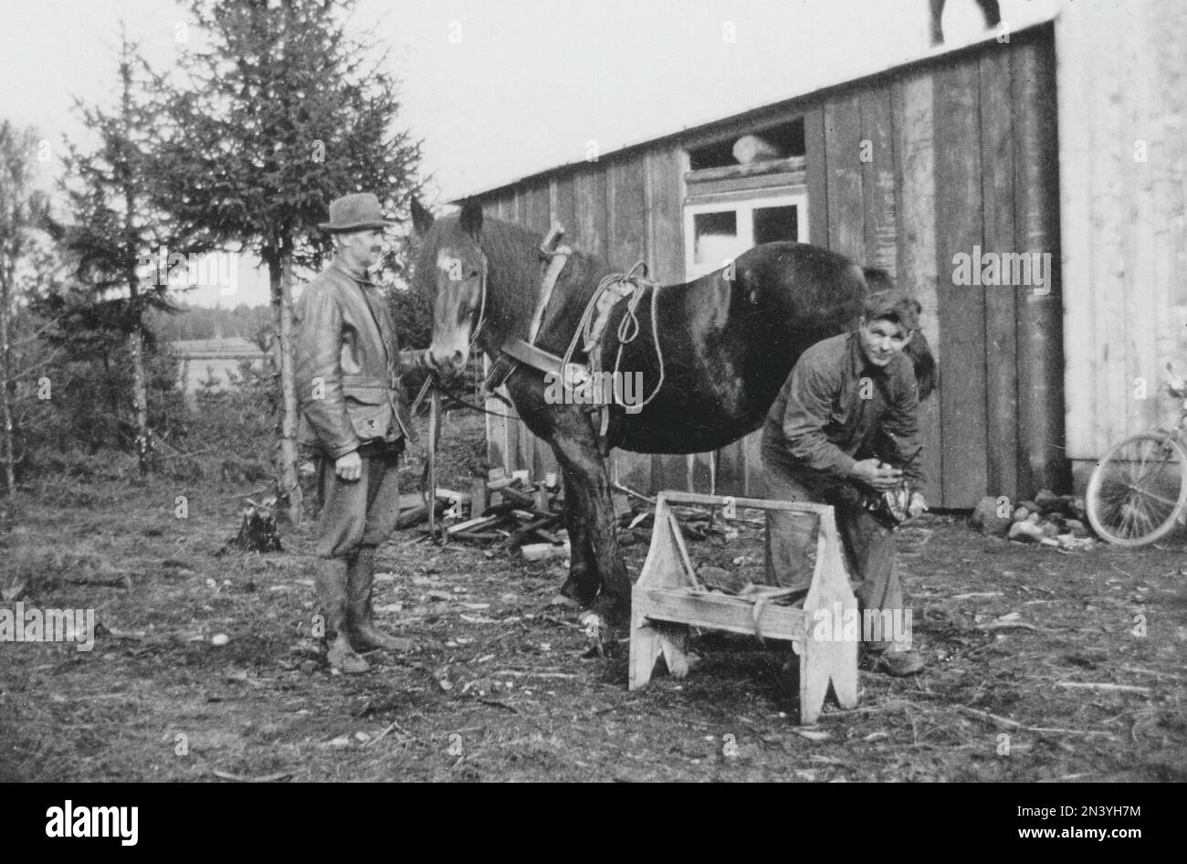 In the 1930s. A farrier shoeing a horse. An outdoor scene when the ...
