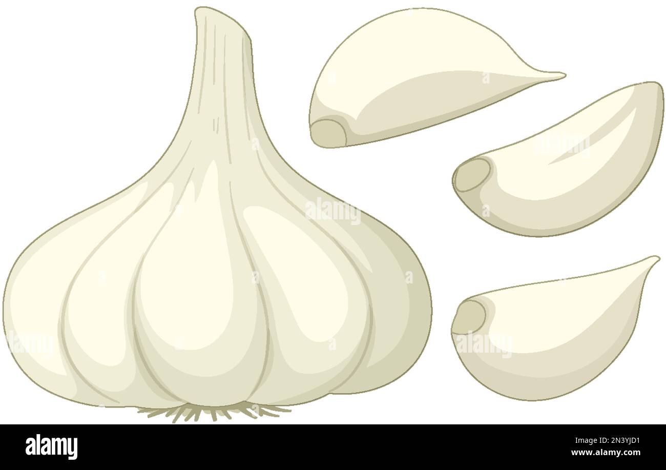 Garlic in cartoon style isolated illustration Stock Vector Image & Art ...