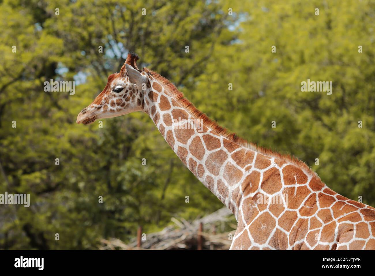 The giraffe is a large African hoofed mammal belonging to the genus ...