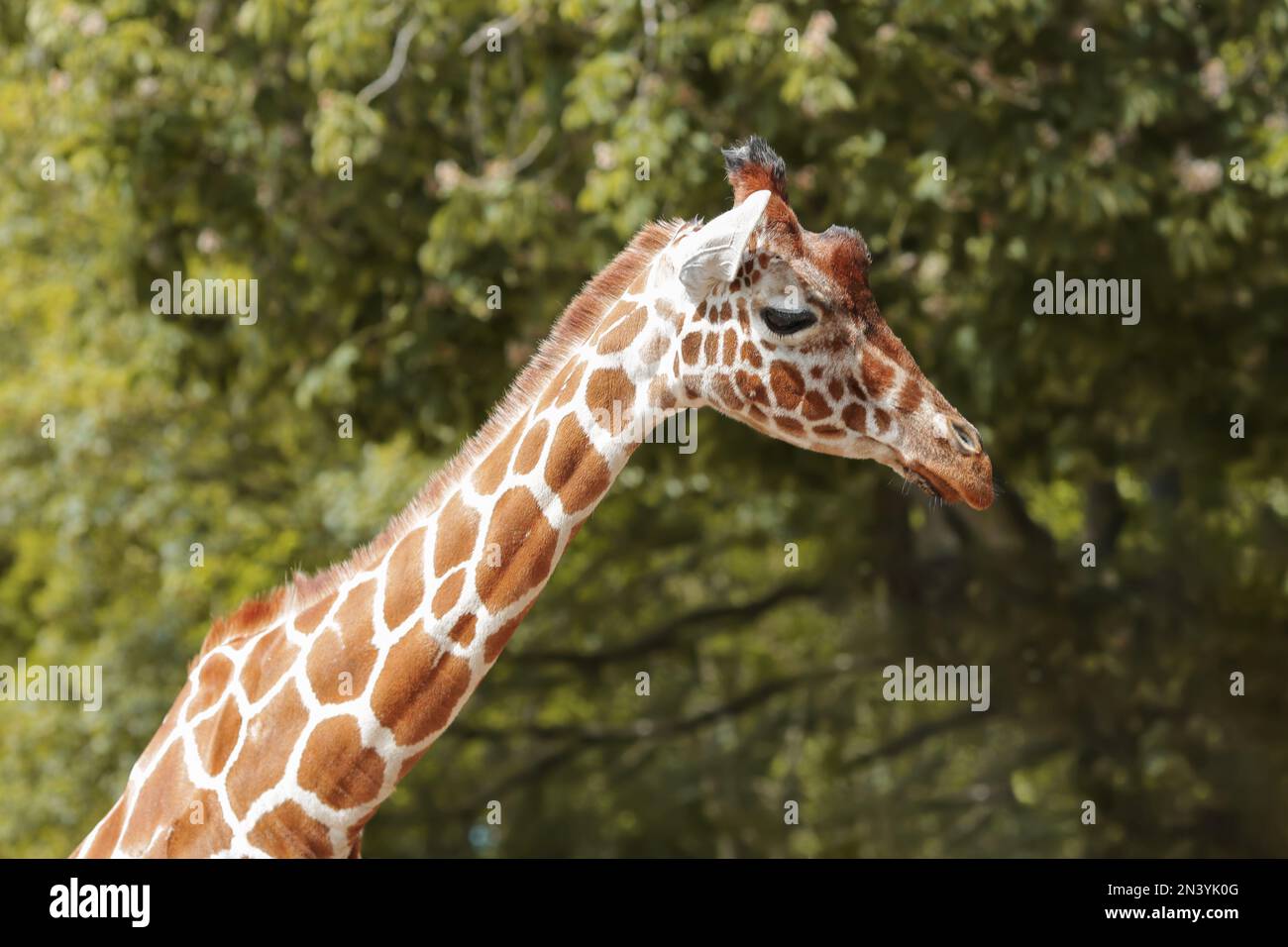 The giraffe is a large African hoofed mammal belonging to the genus ...