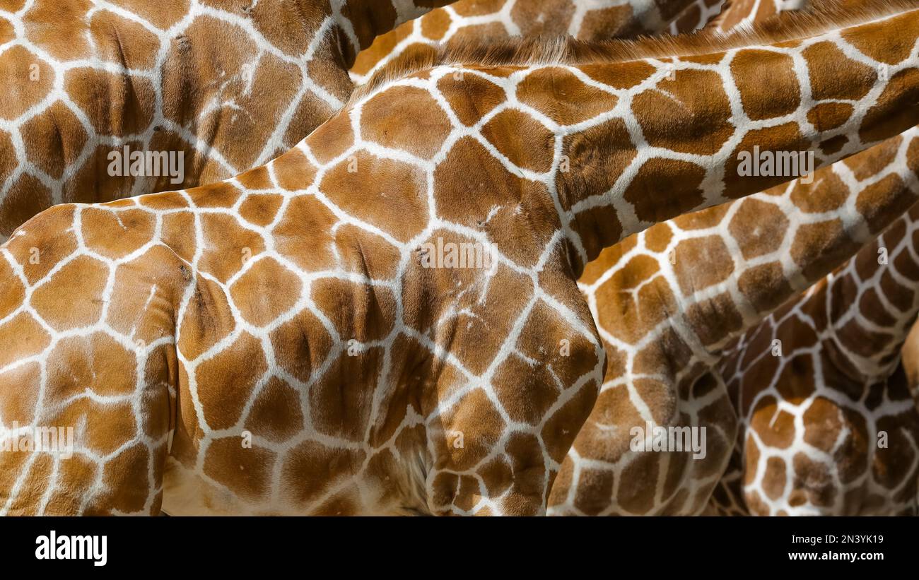 The giraffe is a large African hoofed mammal belonging to the genus ...