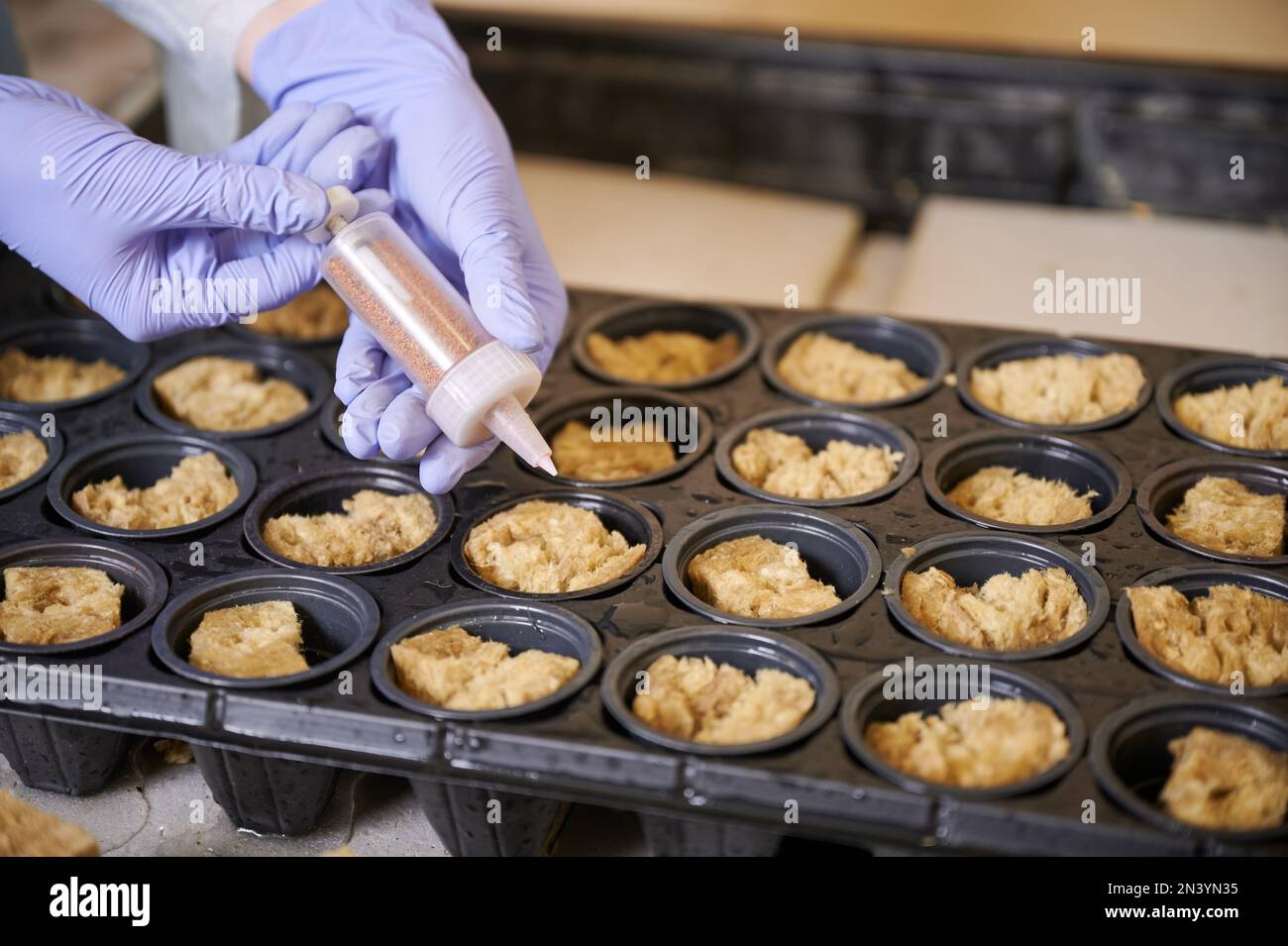 Gardener planting seeds with syringe seeder planter in greenhouse ...