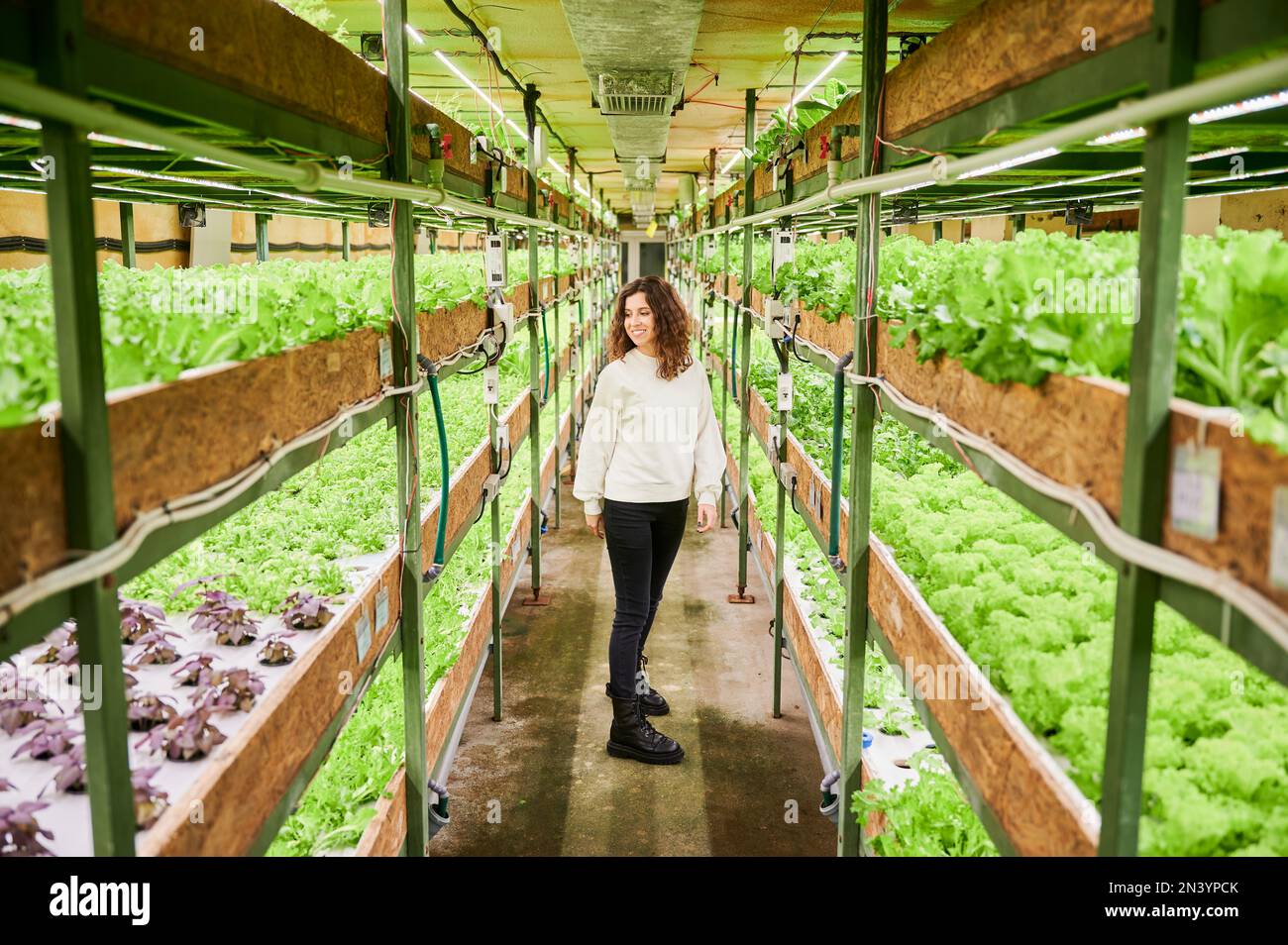 Female person looking at green leafy plants in greenhouse. Full length ...