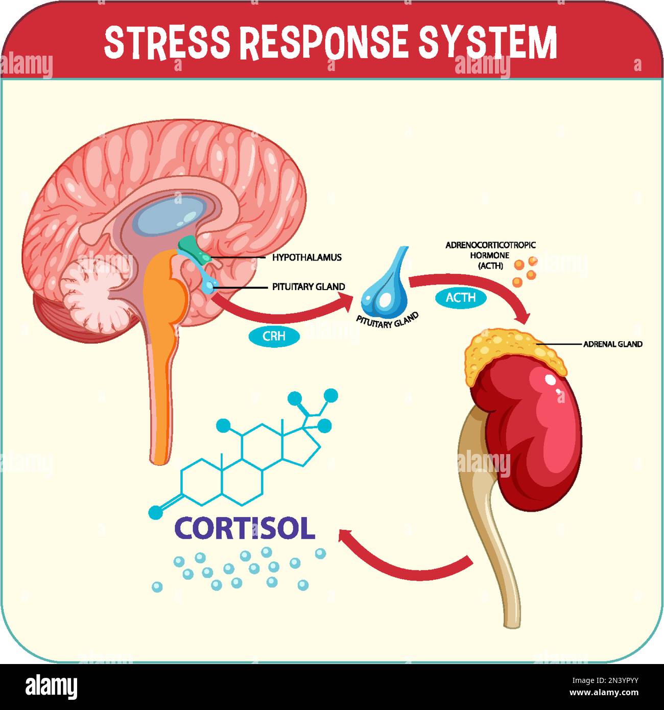 Stress response system scheme illustration Stock Vector Image & Art - Alamy