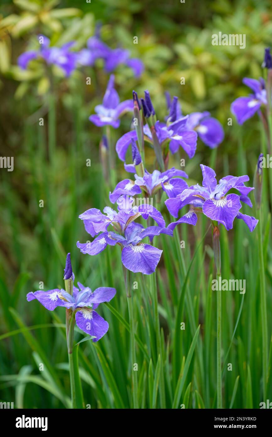 Siberian iris Silver Edge, perennial, Siberian flag irises, mid-blue petals, silver edge Stock ...