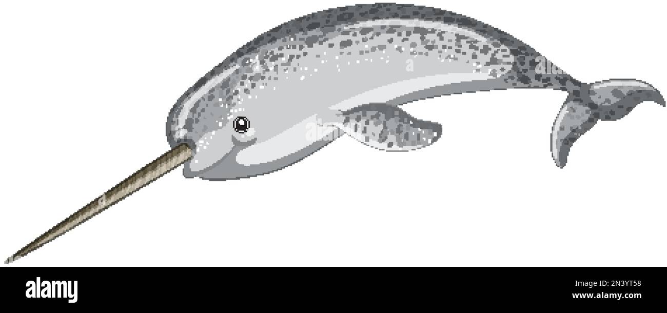 Narwhal on white background illustration Stock Vector Image & Art - Alamy