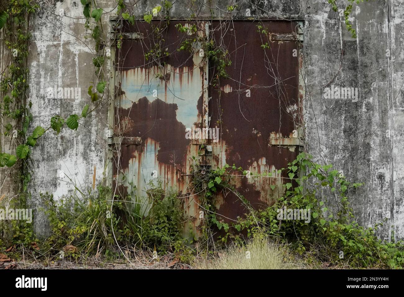 Plants grow outside the metal door of an abandoned weapons storage ...