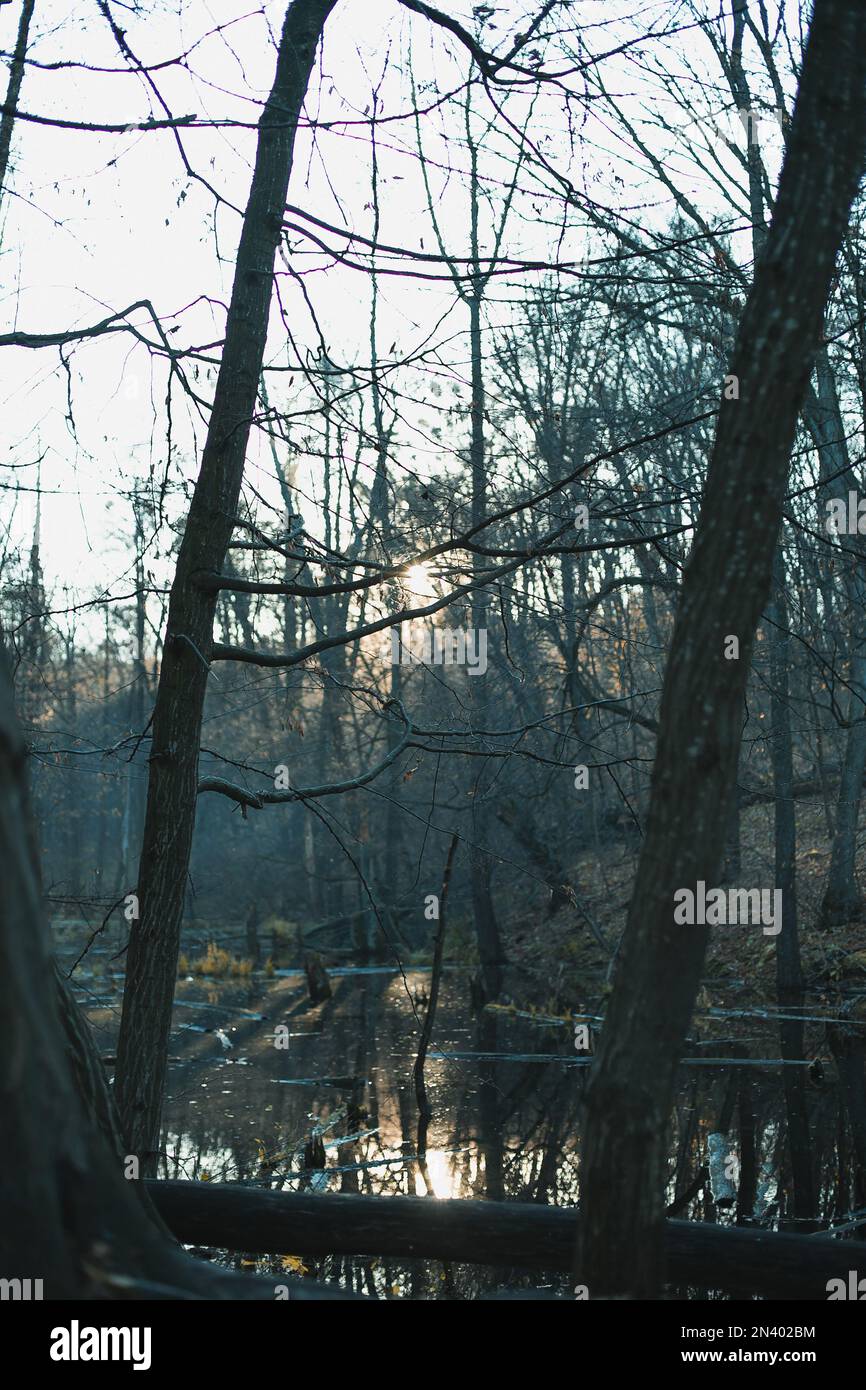Sunlight falling on river surface in forest landscape photo Stock Photo ...