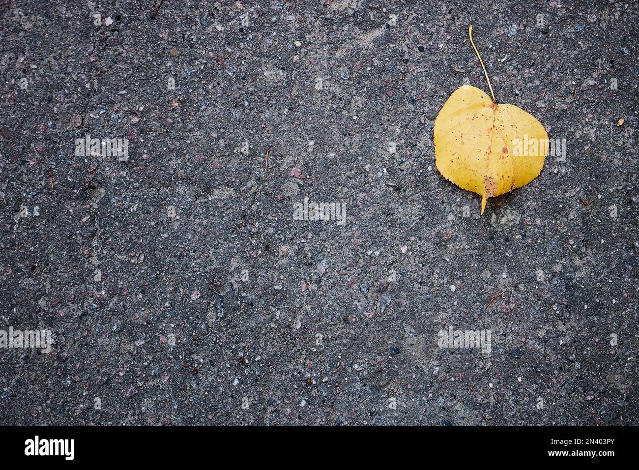 Smooth asphalt road. The texture of the pavement, top view. Autumn leaf ...
