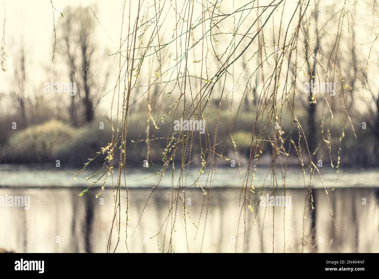 Close up young willow twigs hanging over river concept photo Stock ...