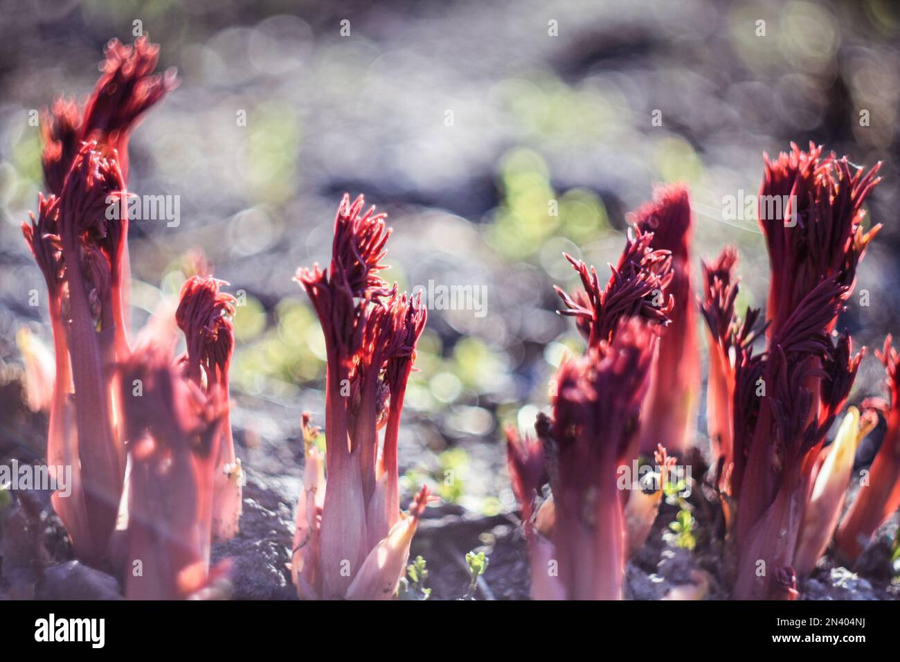 Peony roots hi-res stock photography and images - Alamy