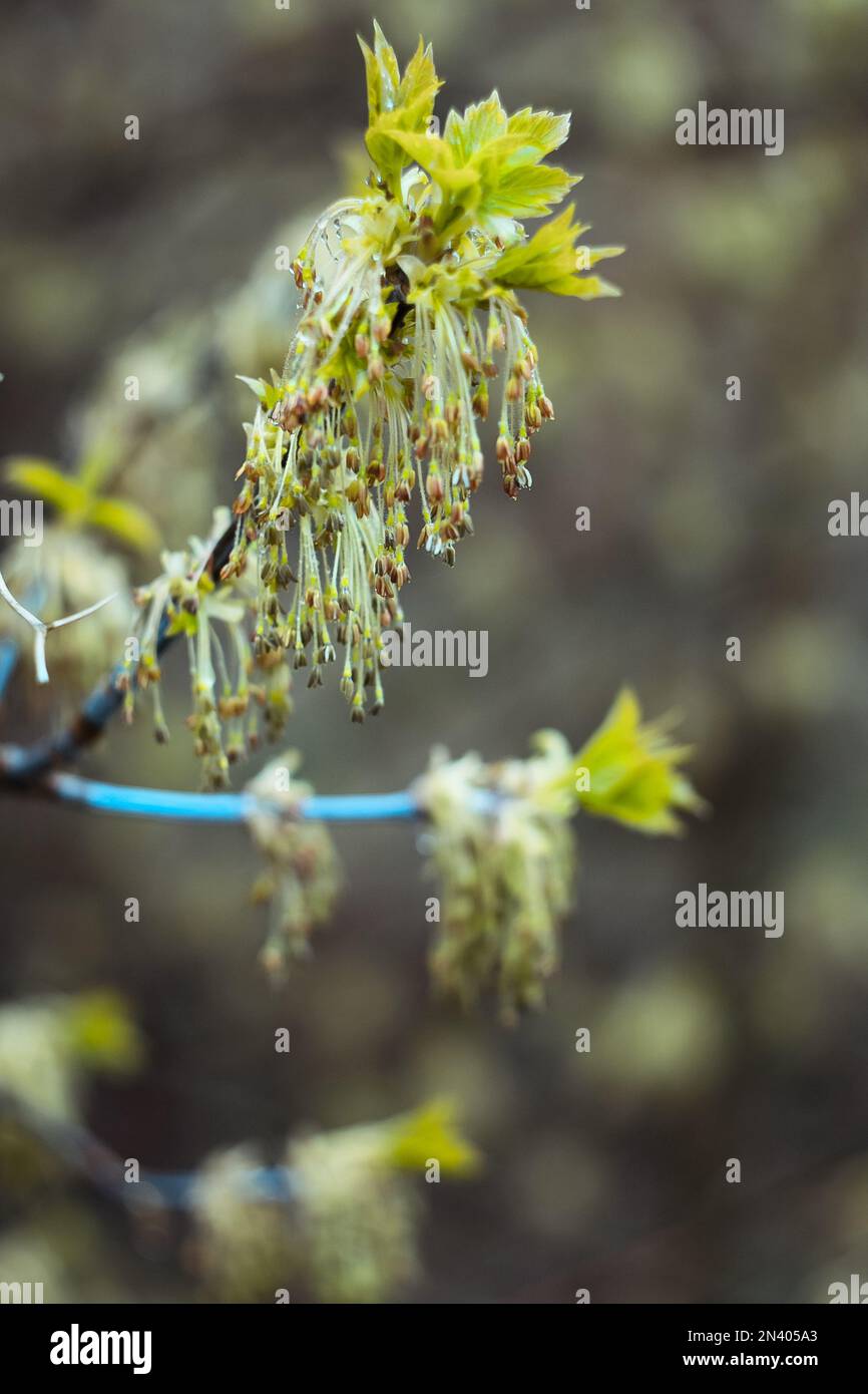Close up drooping clusters of maple tree plant concept photo Stock ...