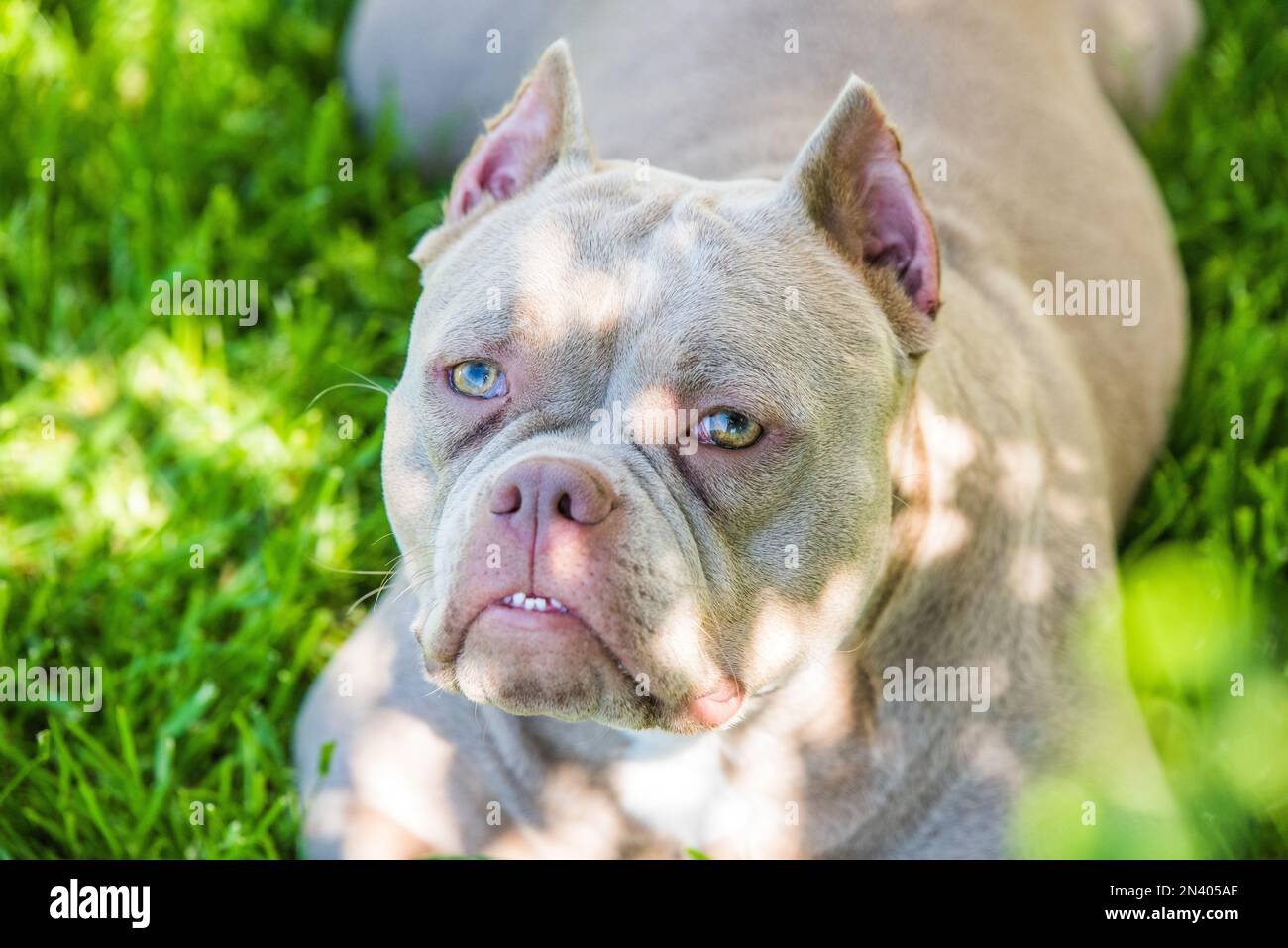 Lilac color American Bully dog top view outside Stock Photo - Alamy