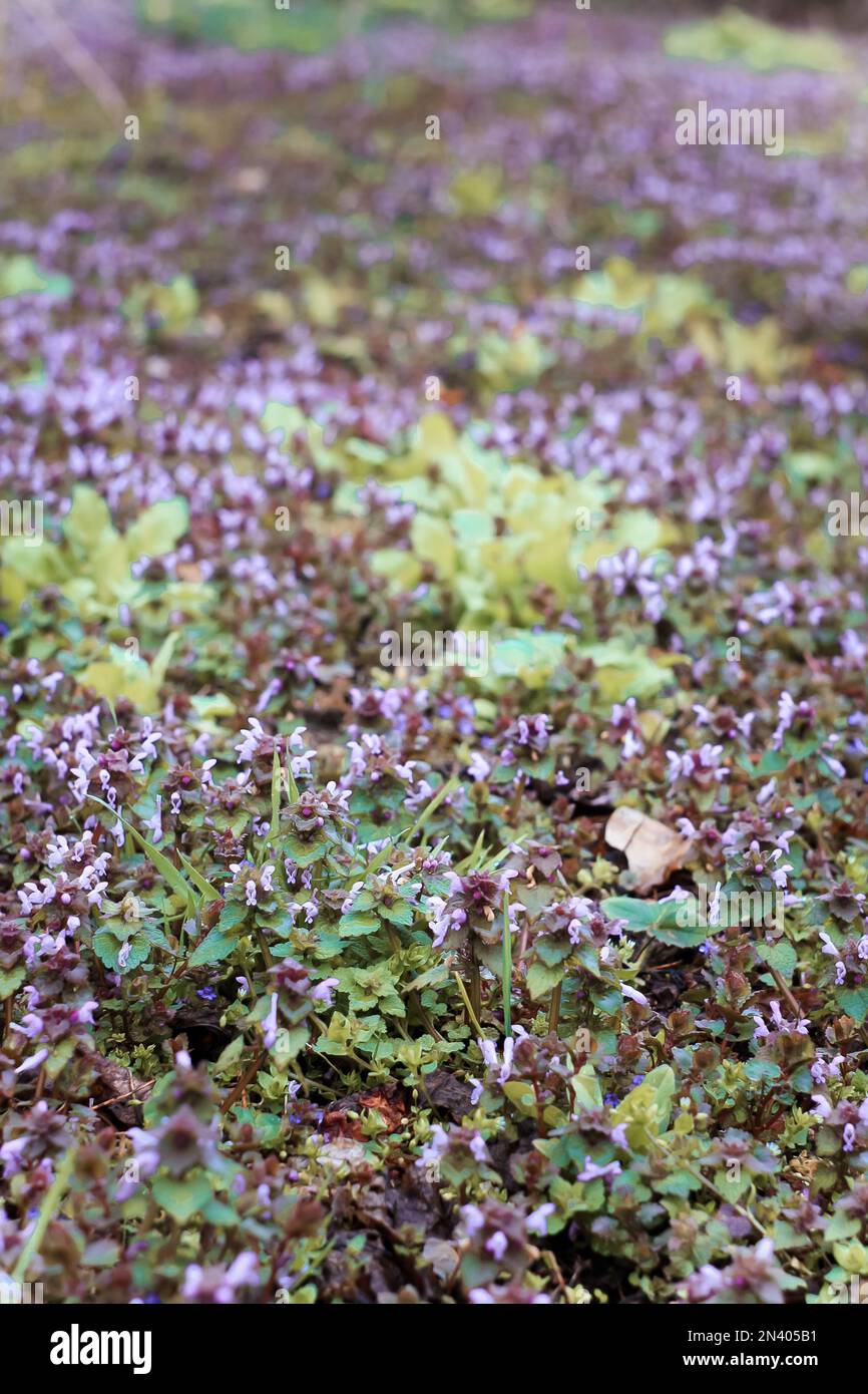 Close up ground covering wildflowers soft focus concept photo Stock ...
