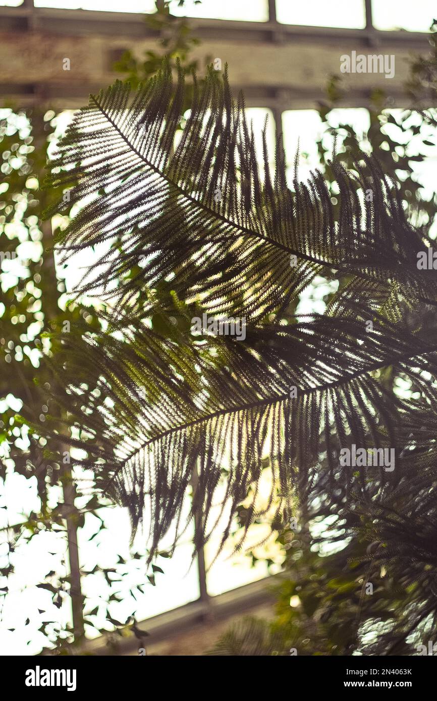 Large fern leaves hi-res stock photography and images - Alamy