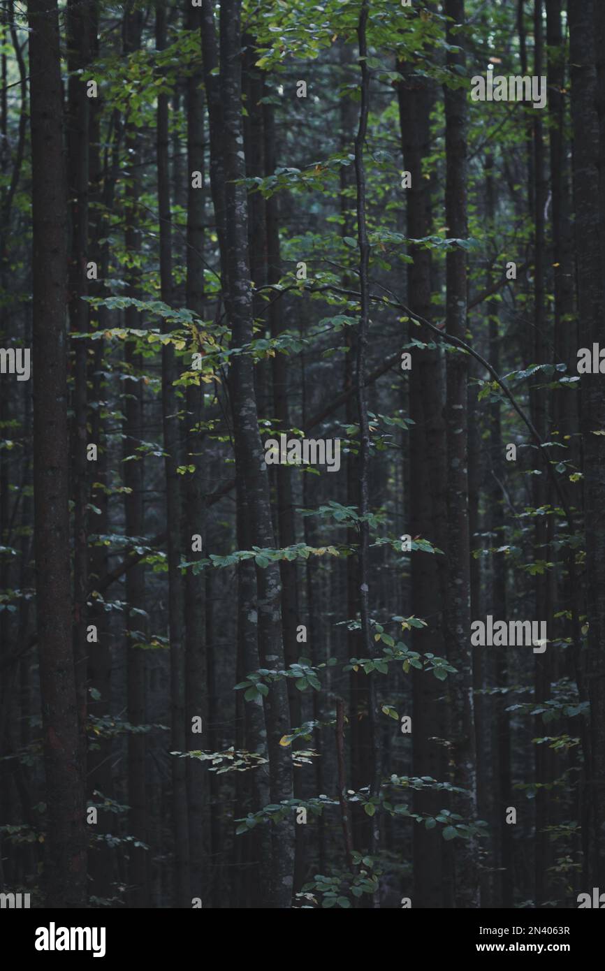 Close up densely grown trees in dark forest concept photo Stock Photo ...