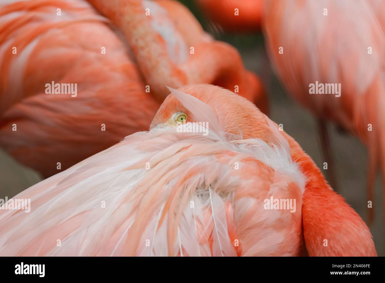 Flamingos or flamingoes are a type of wading bird in the family ...