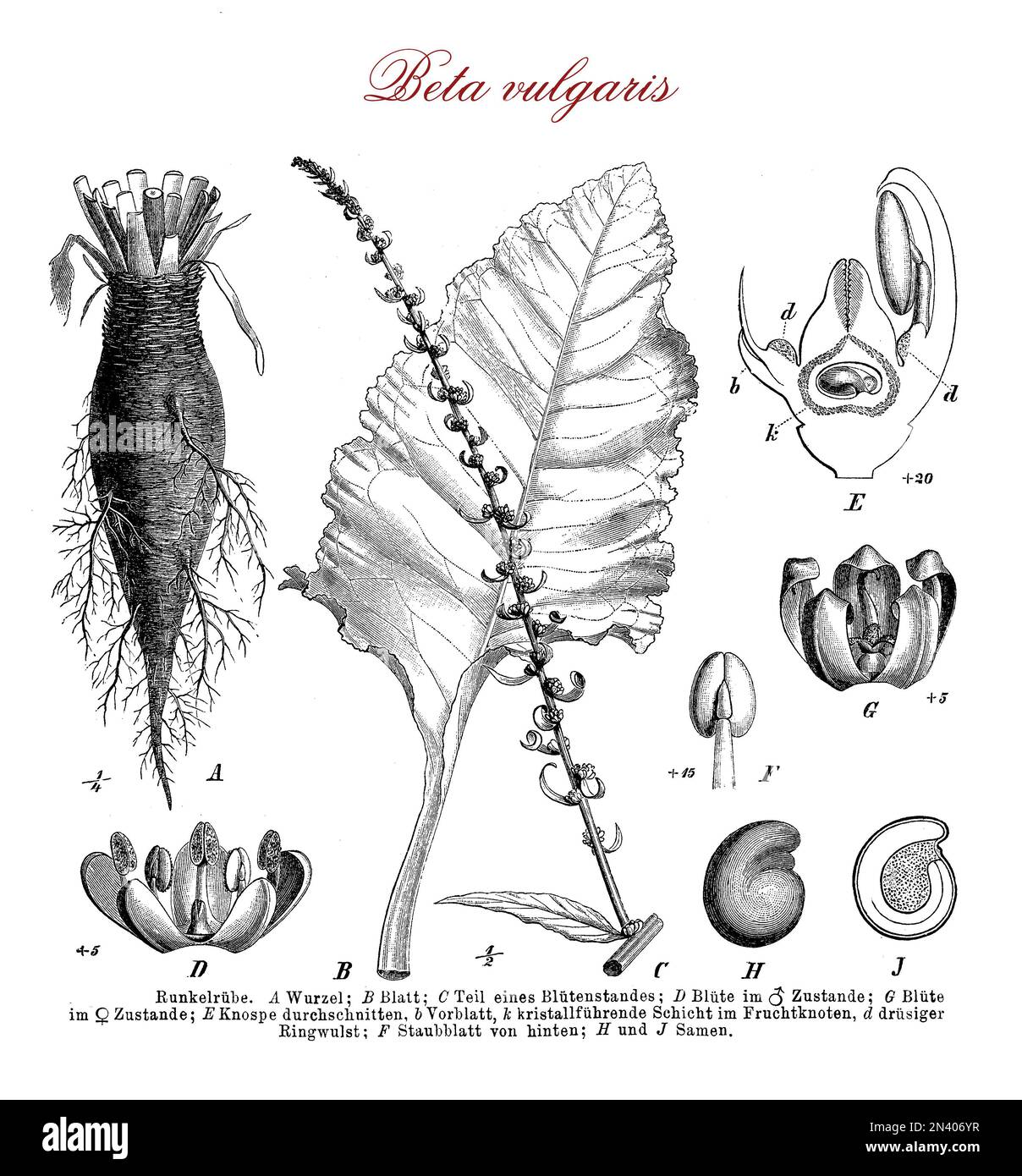 Beta vulgaris botanical illustration hi-res stock photography and ...