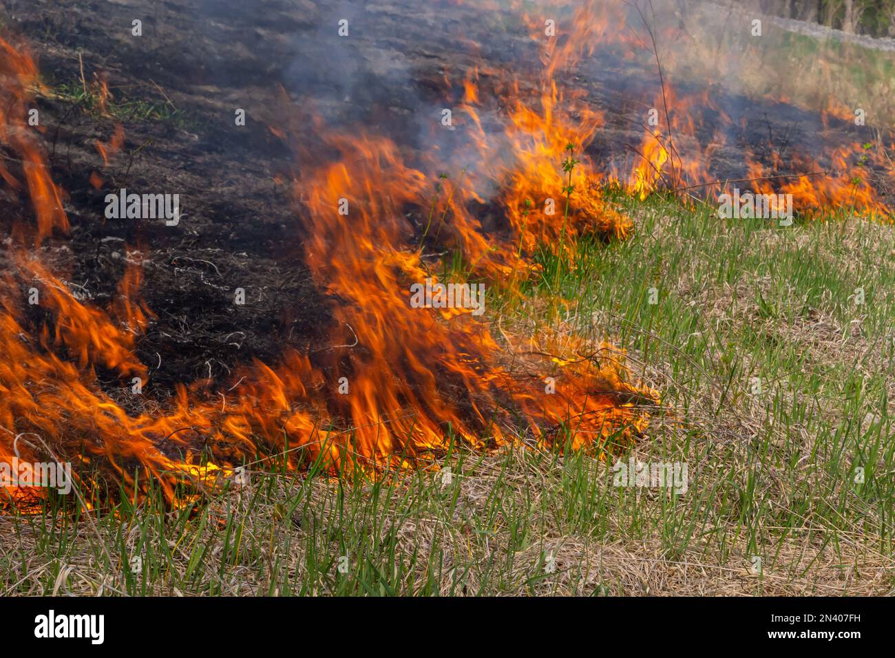 Burning old dry grass. Tongues red flame and burning dry yellowed grass ...