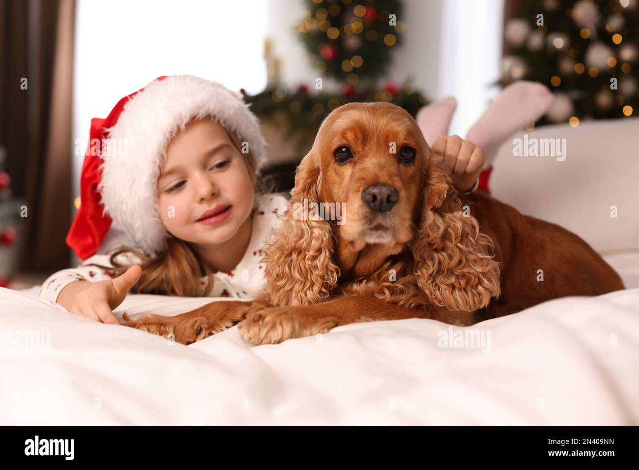 Cute little girl with English Cocker Spaniel on bed in room decorated ...