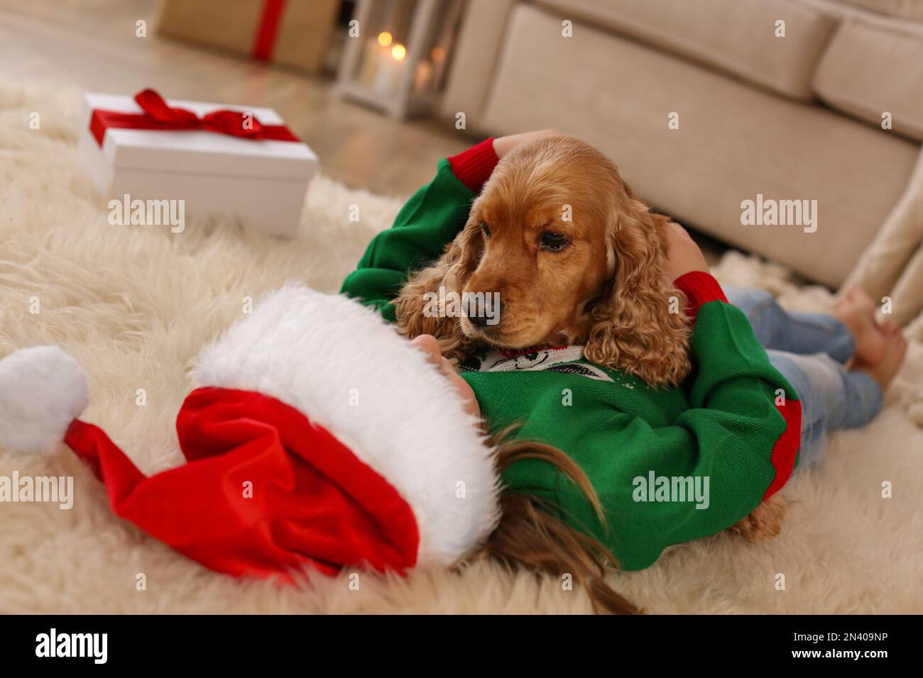 Cute little child in Christmas outfit with English Cocker Spaniel at ...