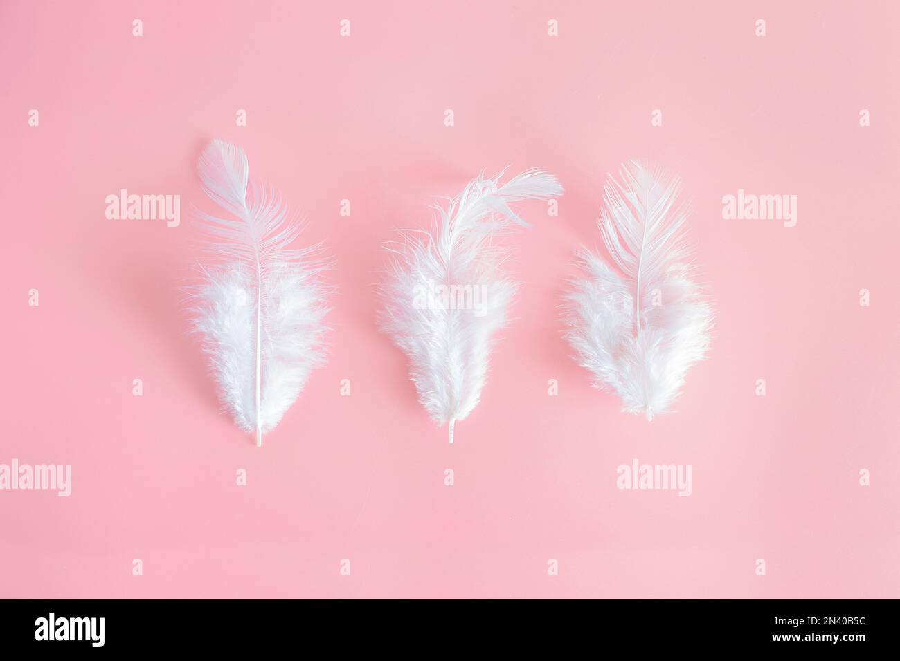 White fluffy feathers lying on a delicate pink background. Small fluffy ...