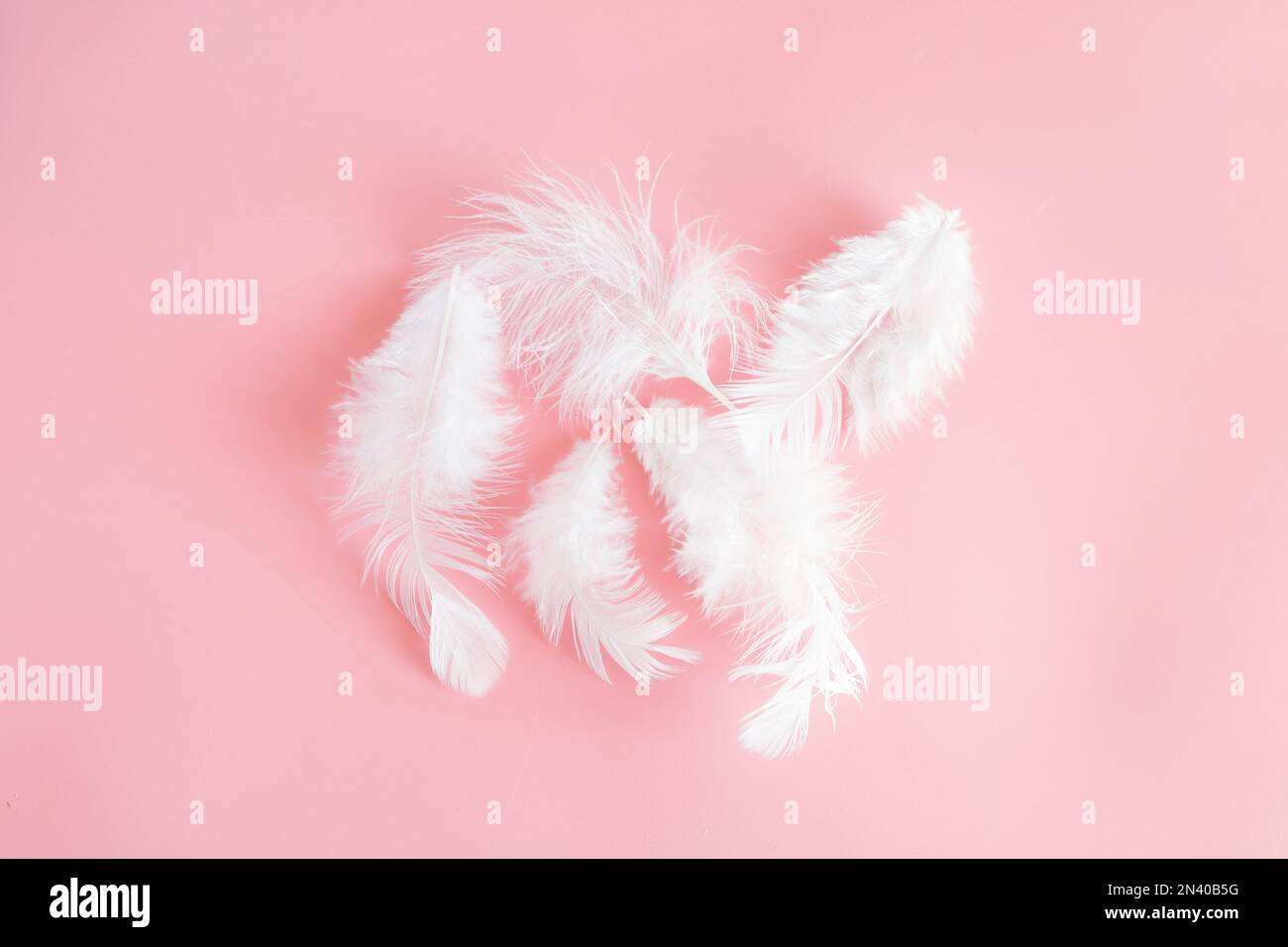 White fluffy feathers lying on a delicate pink background. Small fluffy ...