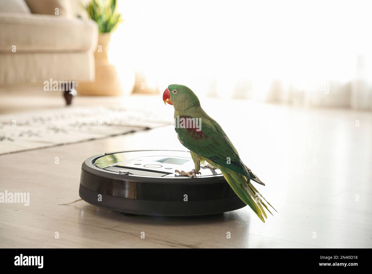 Modern robotic vacuum cleaner and Alexandrine parakeet on floor indoors ...