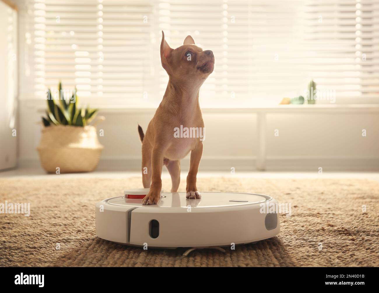 Modern robotic vacuum cleaner and Chihuahua dog on floor at home Stock ...