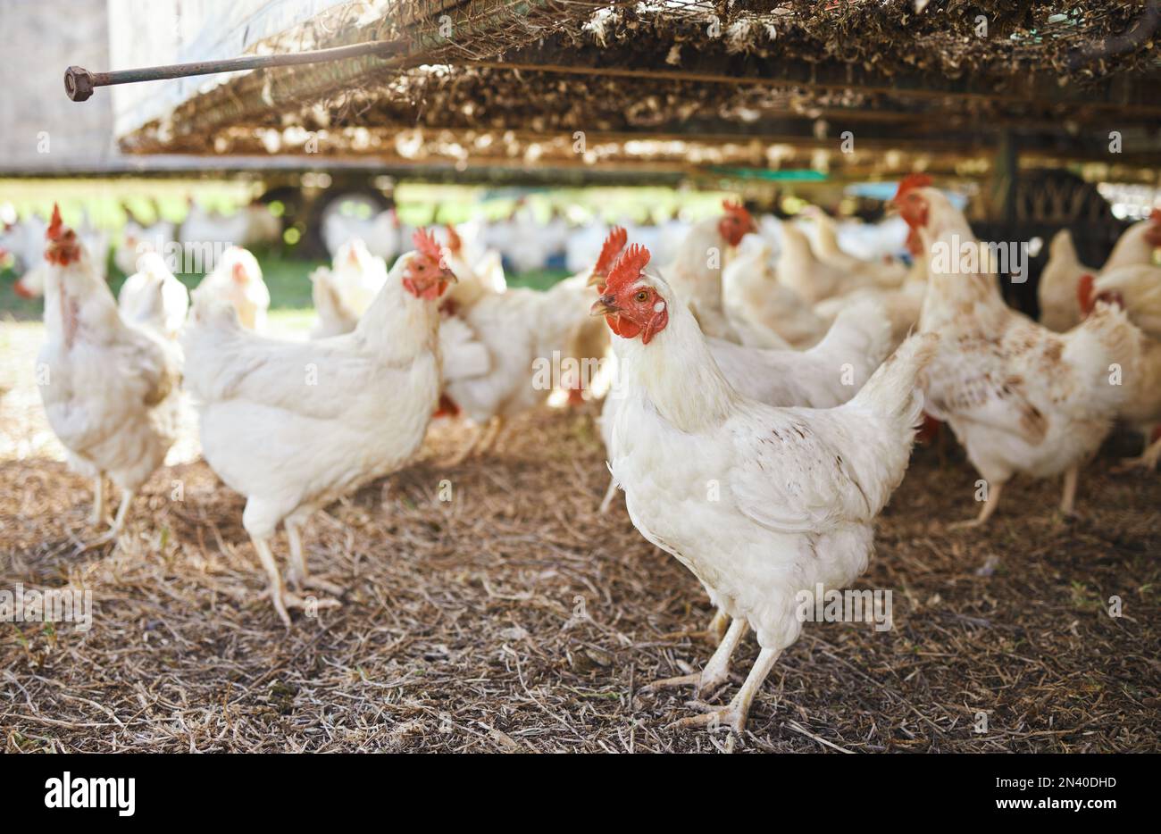 Chickens, sustainability farm and birds on grass with no people in the ...