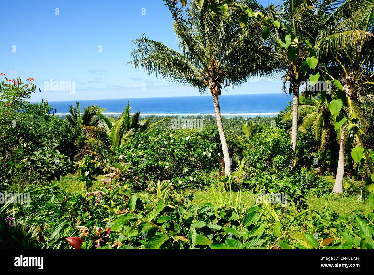 Greenery of lush tropical coastal vegetation and palm trees Stock Photo ...